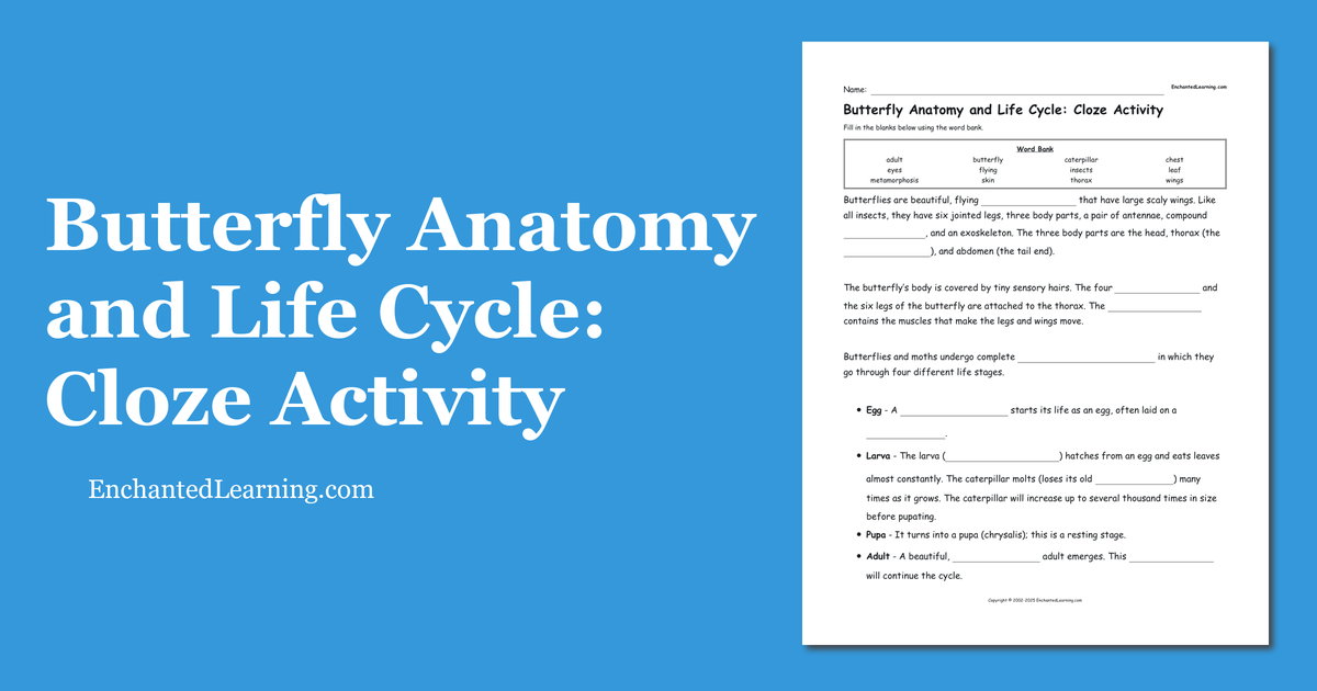 Butterfly Anatomy and Life Cycle: Cloze Activity - Enchanted Learning
