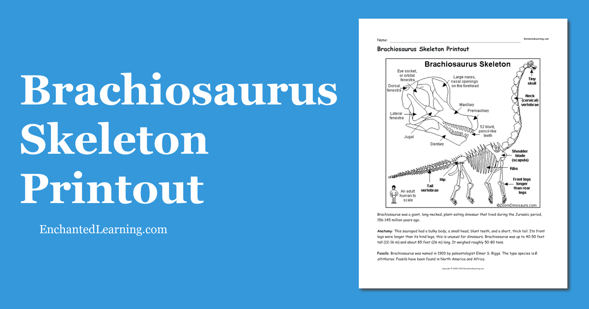 Brachiosaurus Skeleton Printout - Enchanted Learning