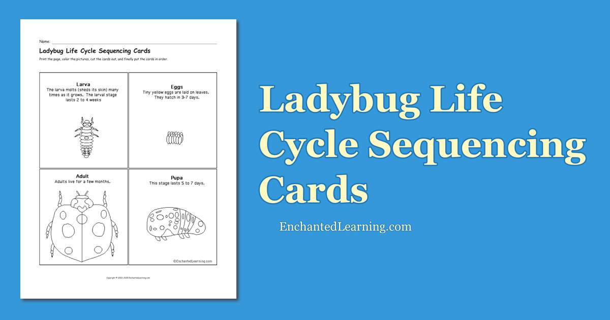 Ladybug Life Cycle Sequencing Cards - Enchanted Learning
