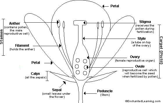 Flower Anatomy Printout EnchantedLearning