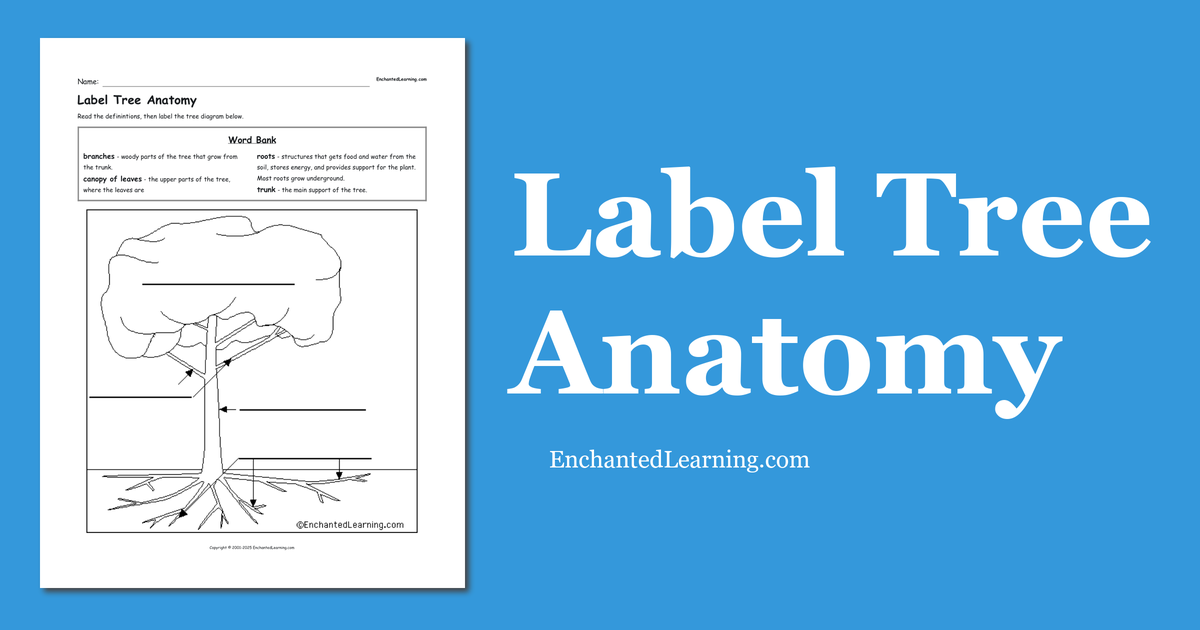 Label Tree Anatomy - Enchanted Learning