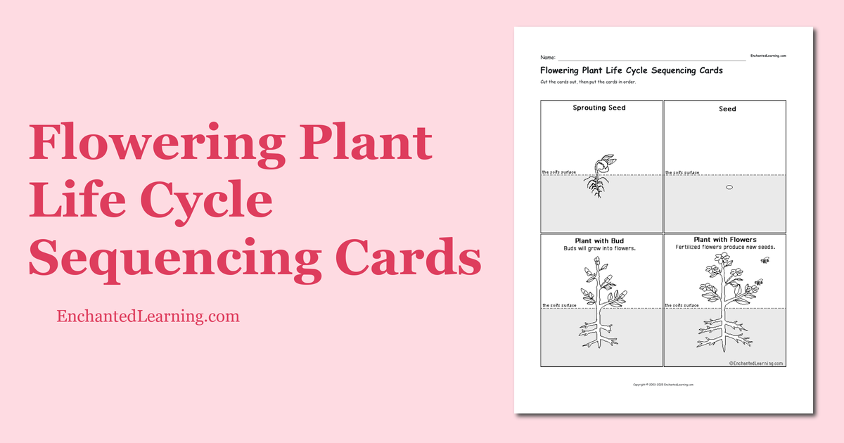 Flowering Plant Life Cycle Sequencing Cards - Enchanted Learning