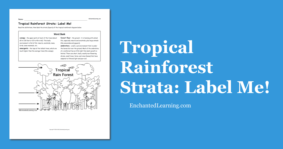 Tropical Rainforest Strata: Label Me! - Enchanted Learning