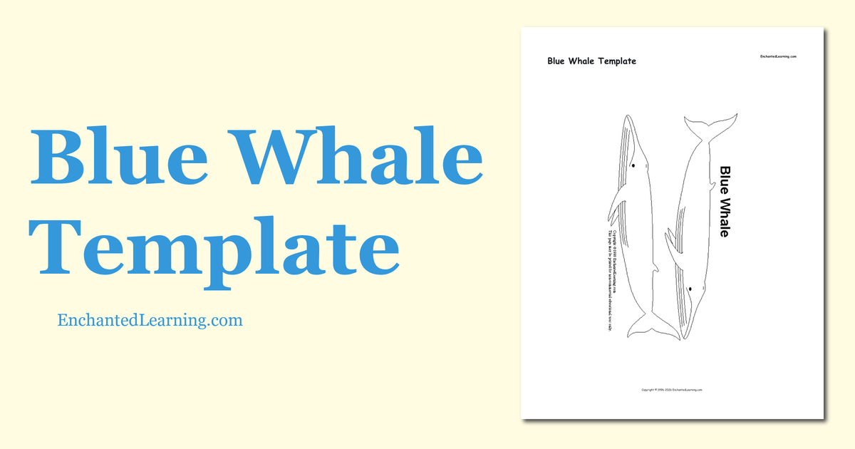 Blue Whale Template