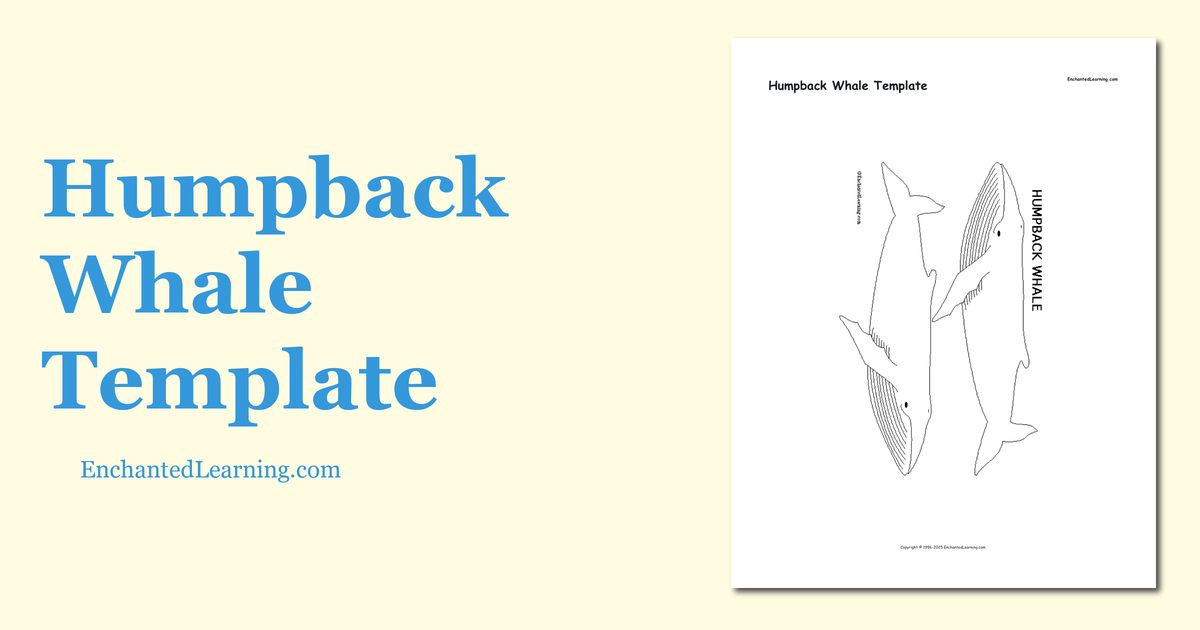 Humpback Whale Template - Enchanted Learning