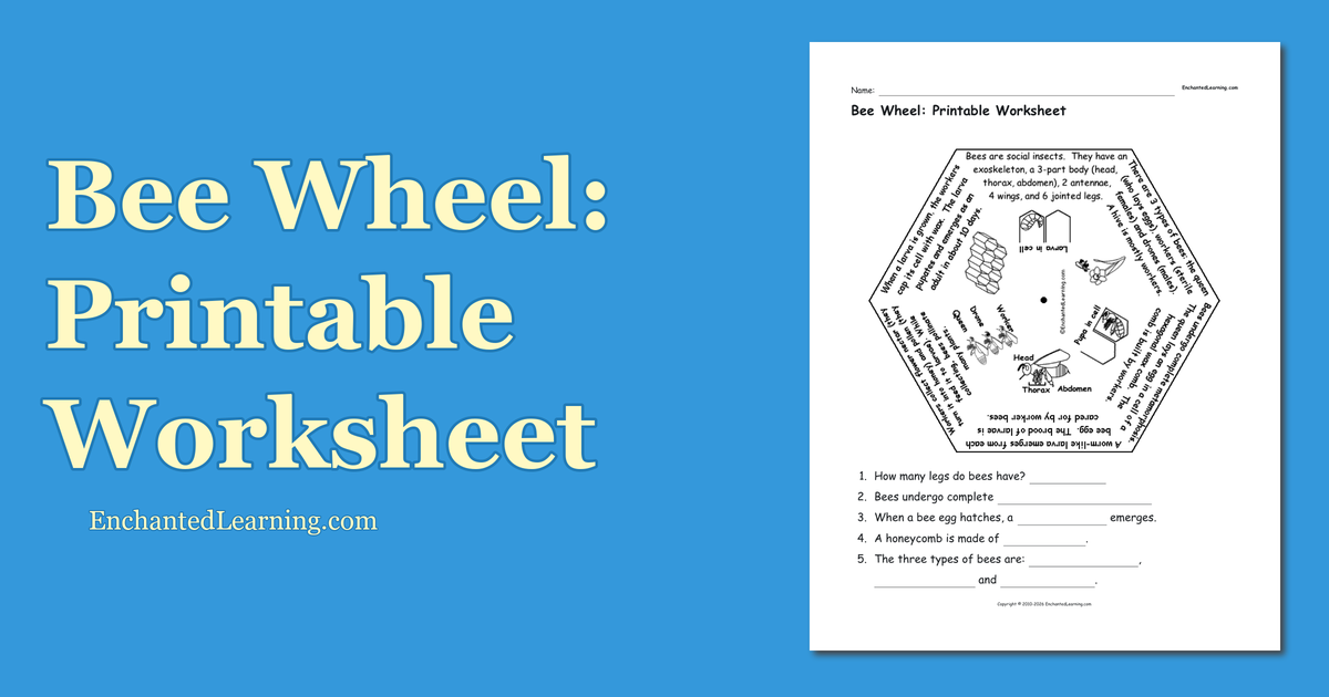 Bee Wheel: Printable Worksheet - Enchanted Learning